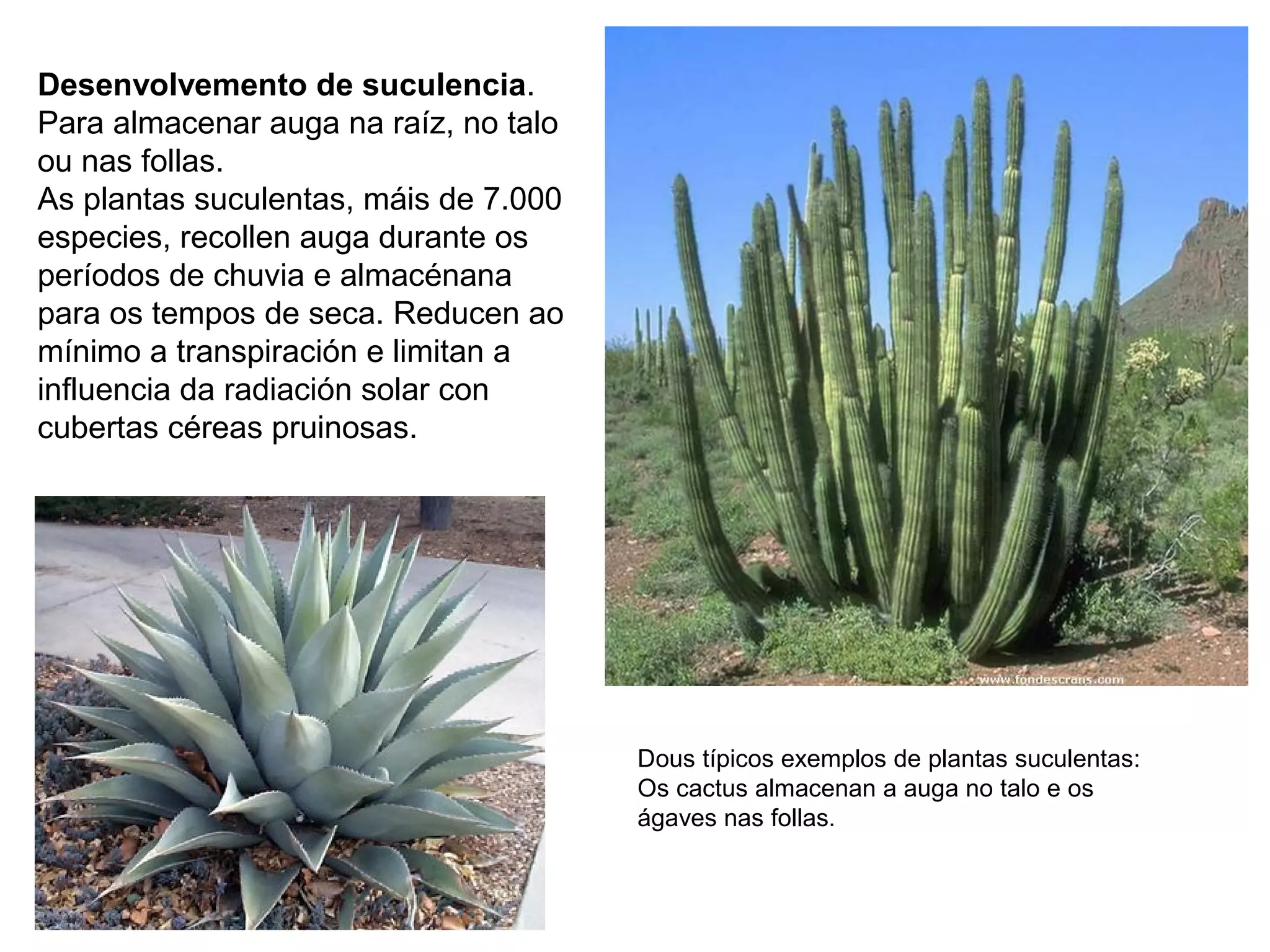 Plantas xerofitas | PPS