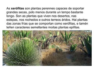 Plantas xerofitas | PPS