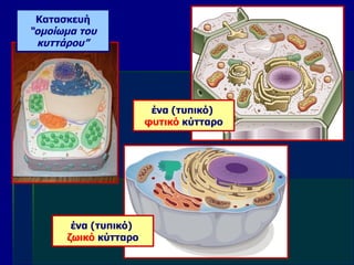 Τα κύτταρα | PPT