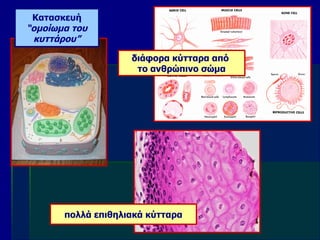 Τα κύτταρα | PPT