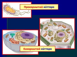 Τα κύτταρα | PPT