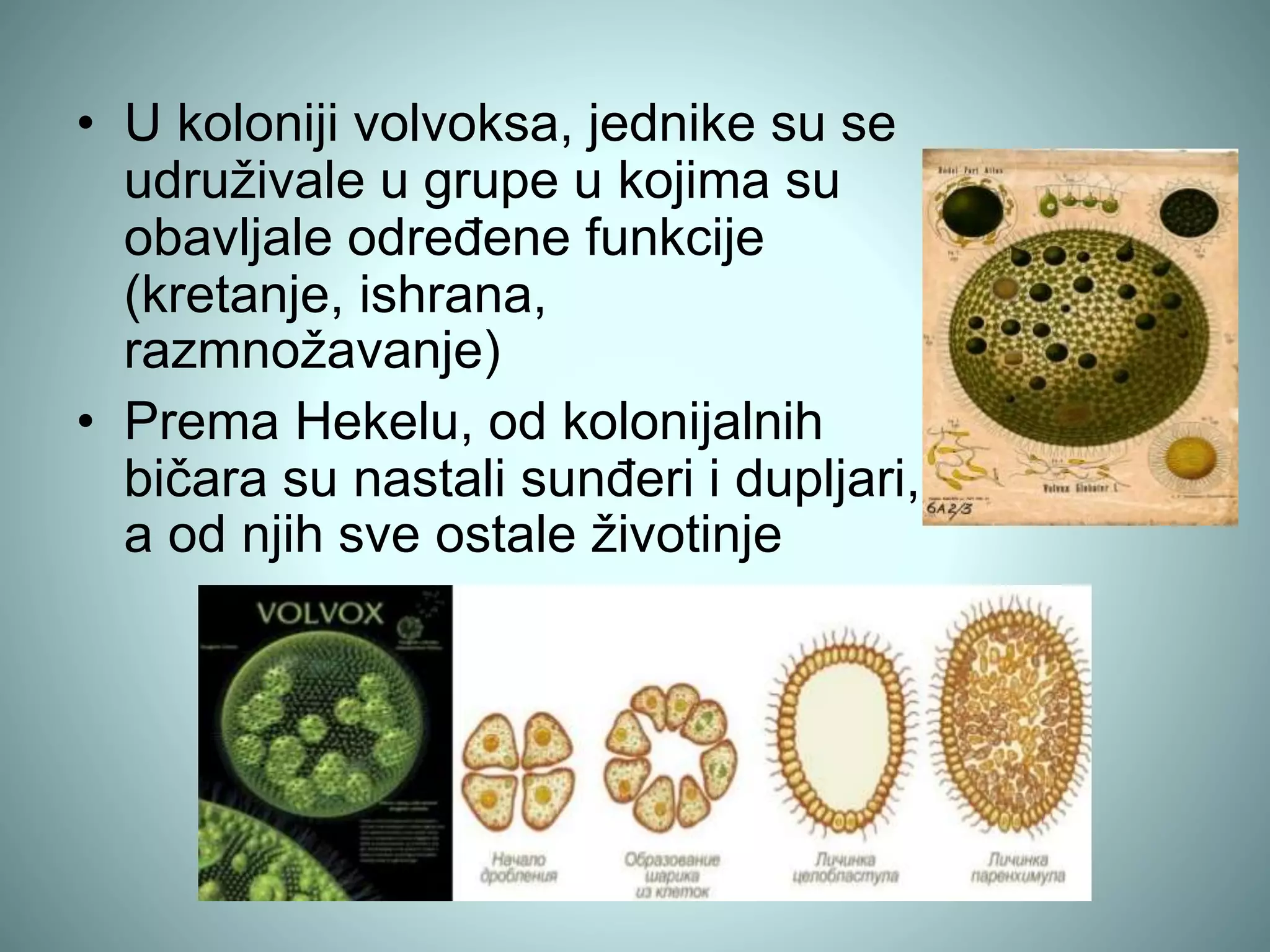 57. 58. nastavna jedinica | PPT