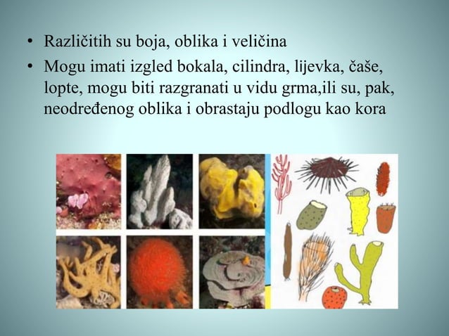 57. 58. nastavna jedinica | PPT