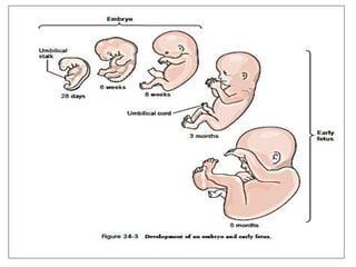 57. Sistem organa za razmnozavanje | PPT