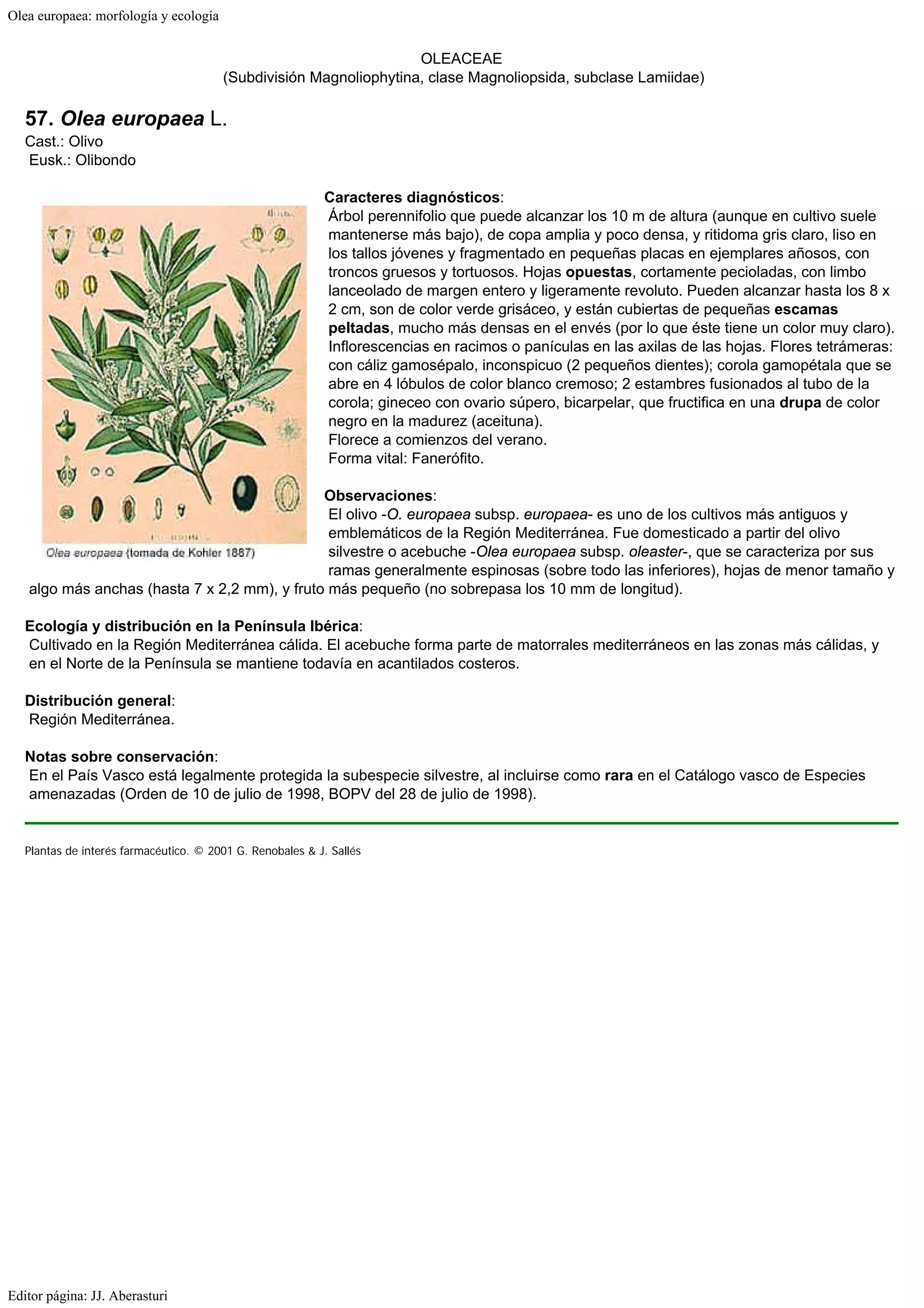 57. Olea europaea.pdf