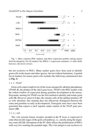Germ Cell Protocols Vol 2 Molecular Embryo Analysis Live Imaging ...