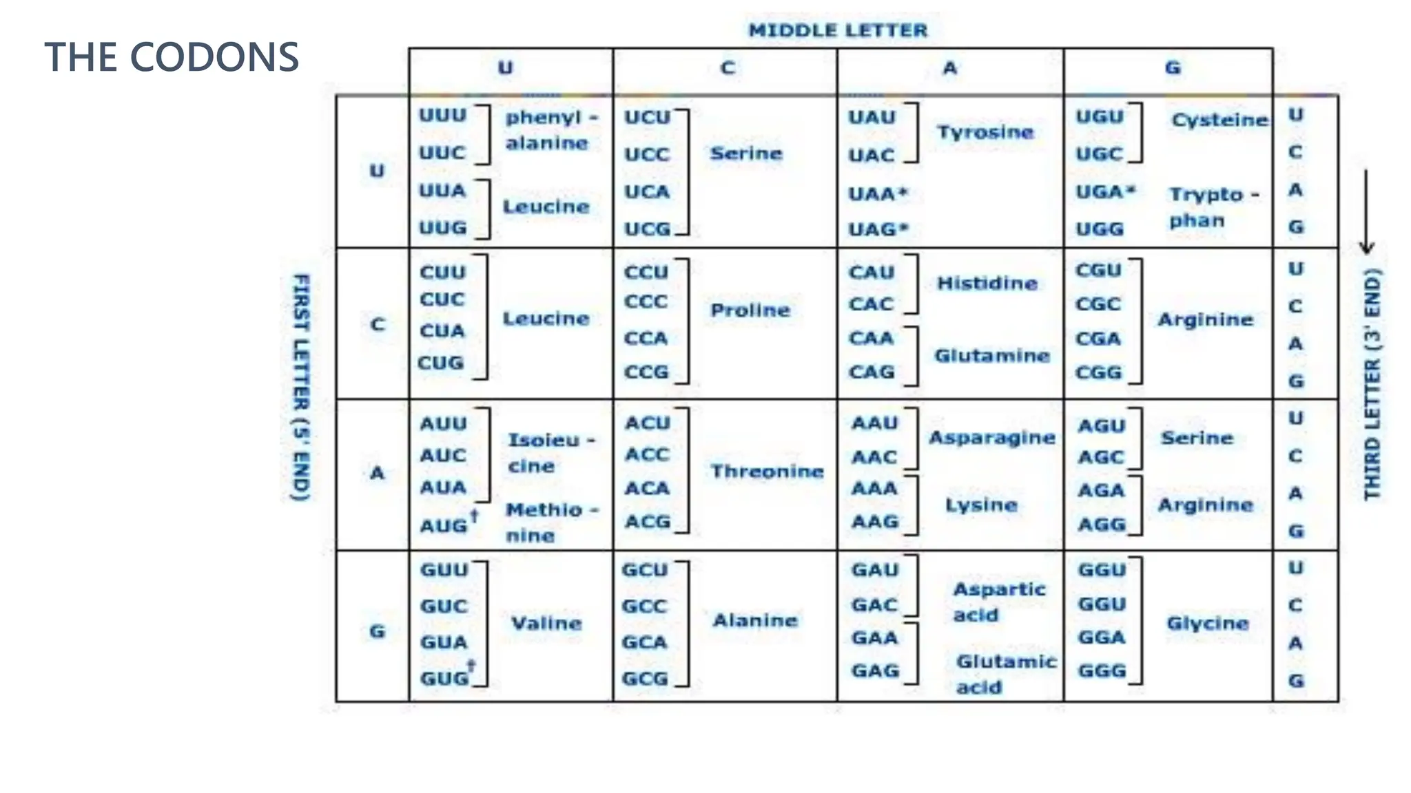 572770707-Structure-of-Eukaryotic-Genome.pdf | Biological Sciences ...