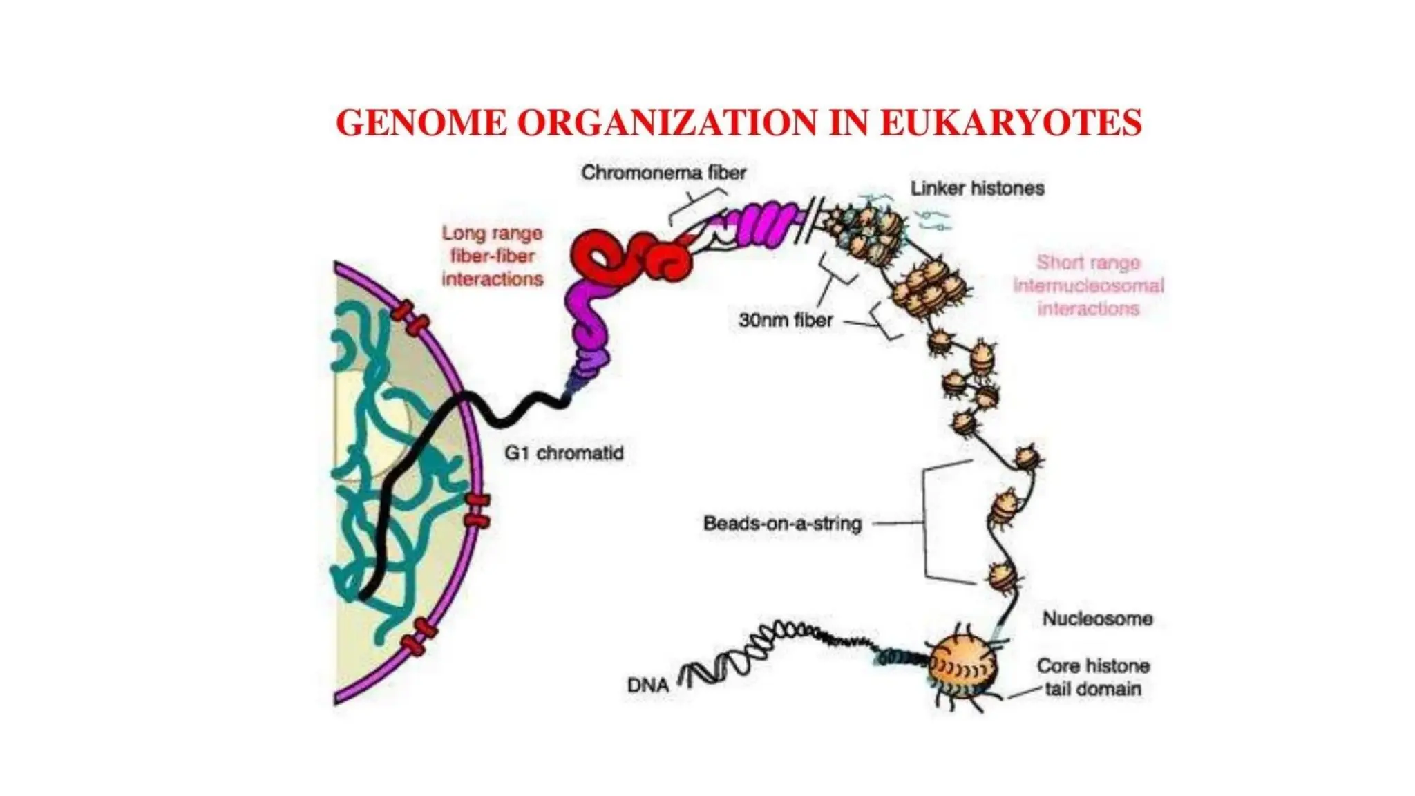 572770707-Structure-of-Eukaryotic-Genome.pdf | Biological Sciences ...