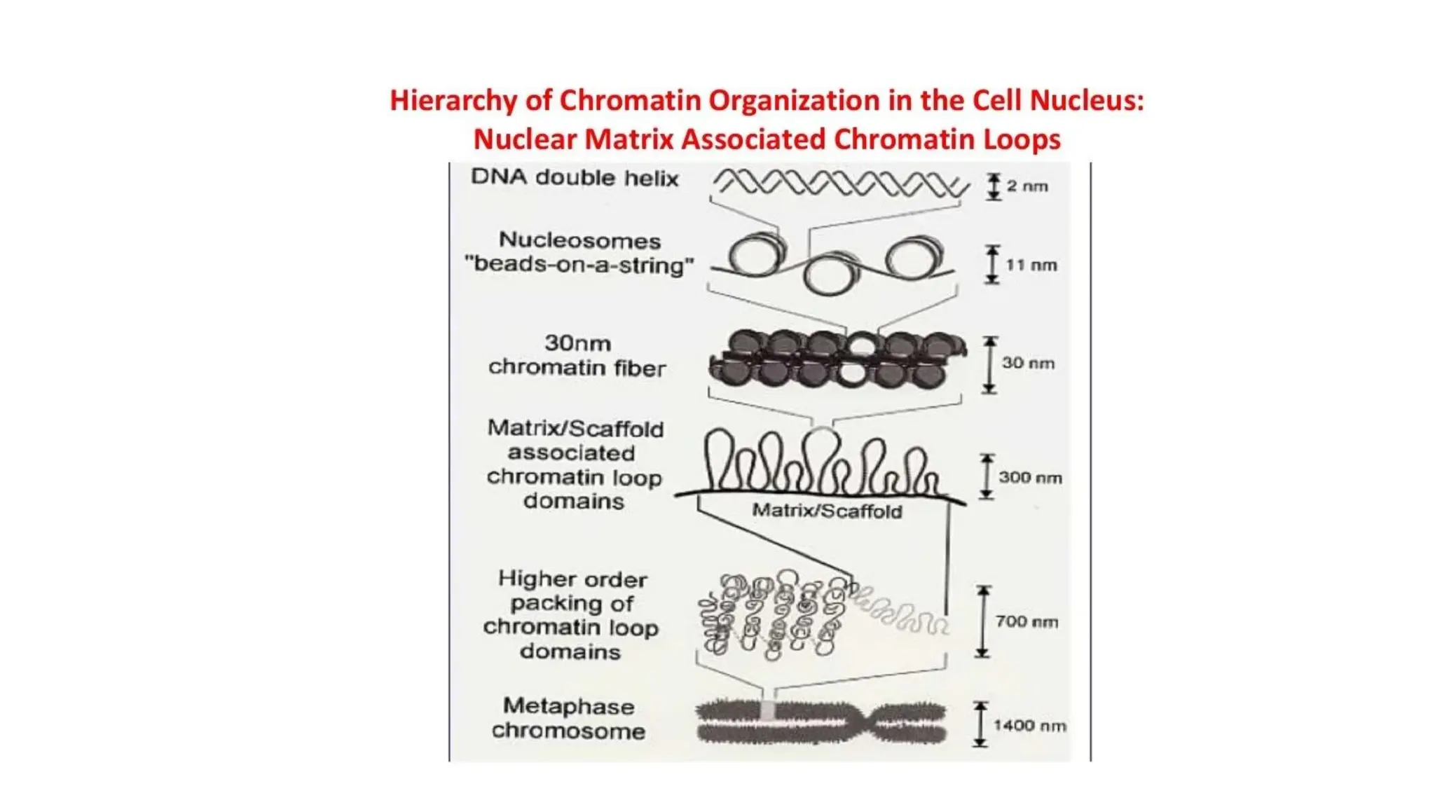 572770707-Structure-of-Eukaryotic-Genome.pdf | Biological Sciences ...