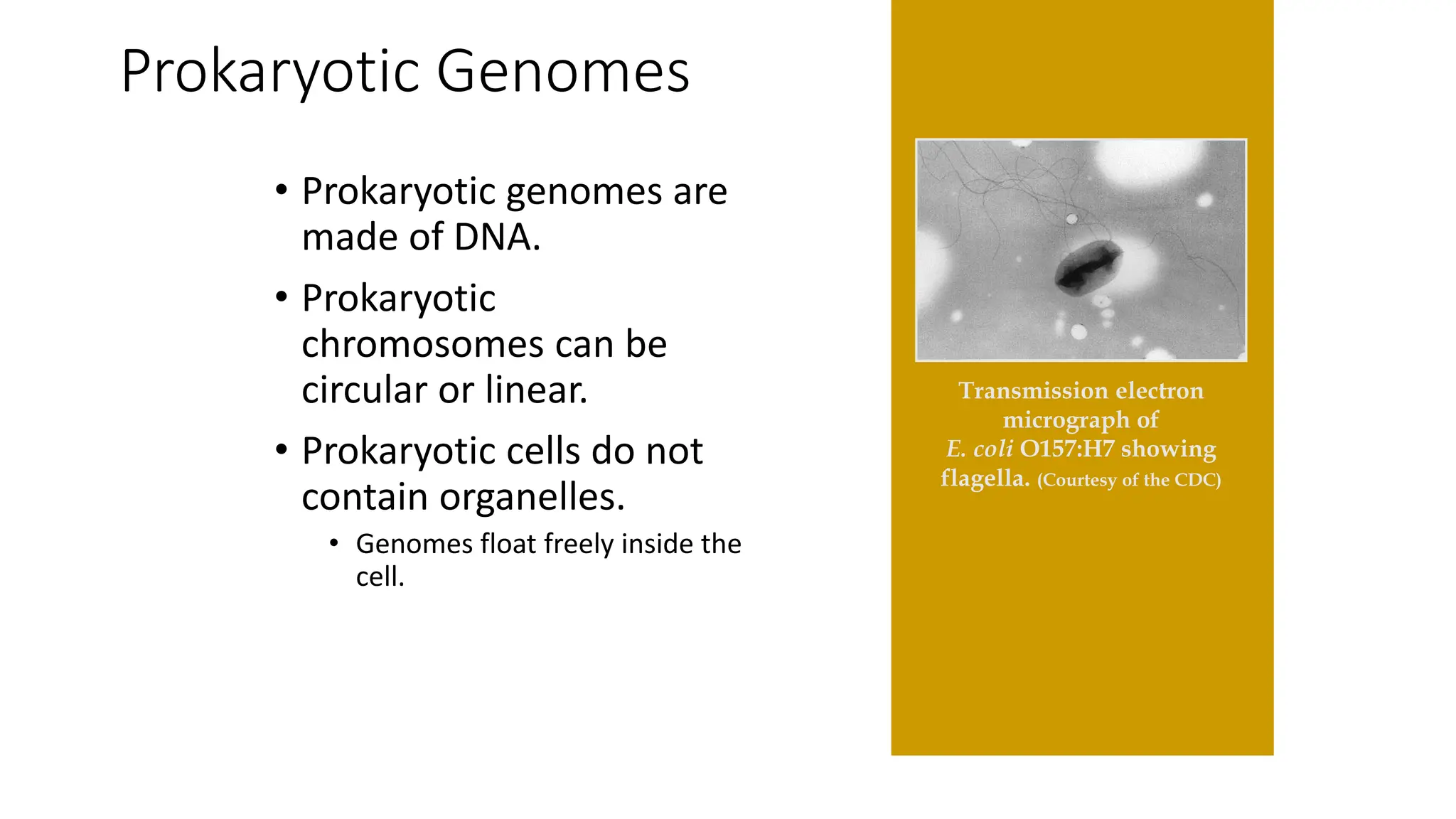 572770707-Structure-of-Eukaryotic-Genome.pdf
