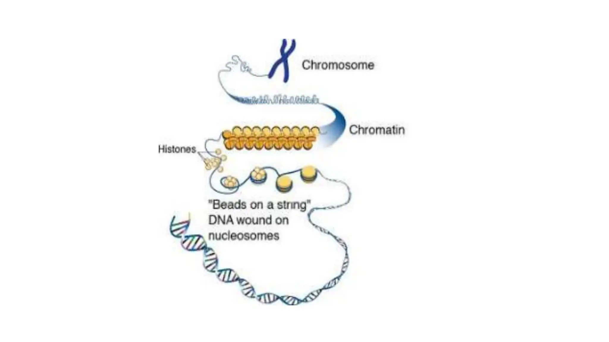 572770707-Structure-of-Eukaryotic-Genome.pdf | Biological Sciences ...