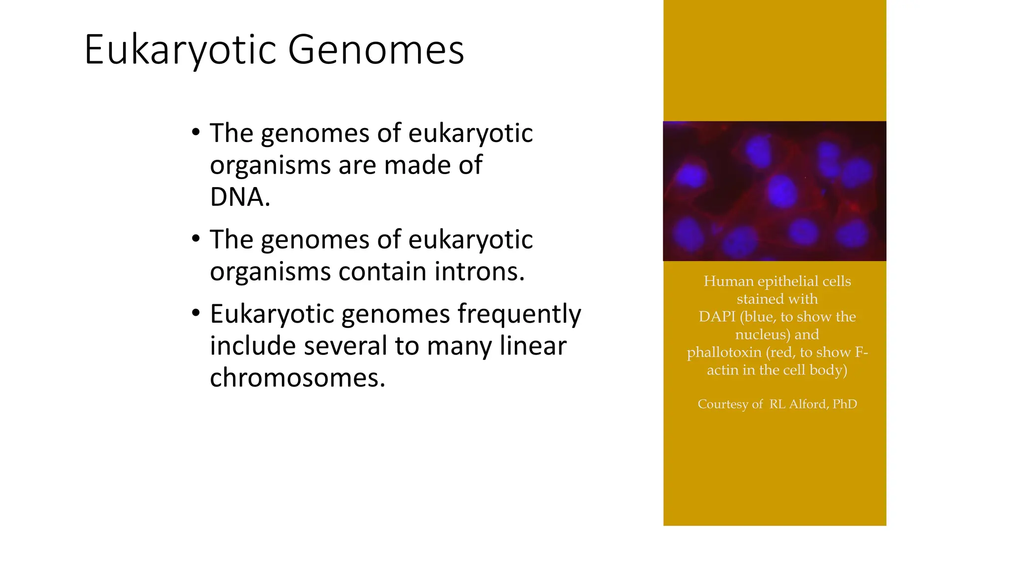 572770707-Structure-of-Eukaryotic-Genome.pdf | Biological Sciences ...