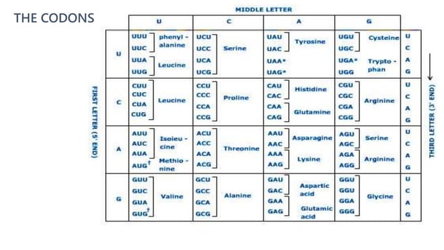 572770707-Structure-of-Eukaryotic-Genome.pdf | Biological Sciences ...