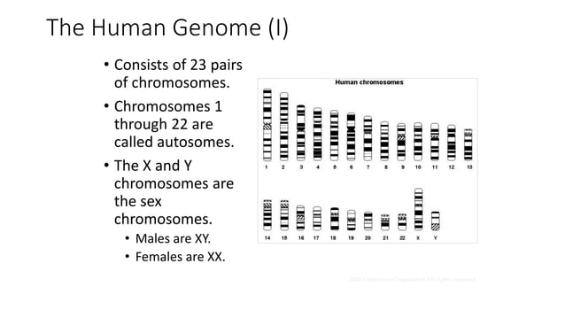 572770707-Structure-of-Eukaryotic-Genome.pdf | Biological Sciences ...
