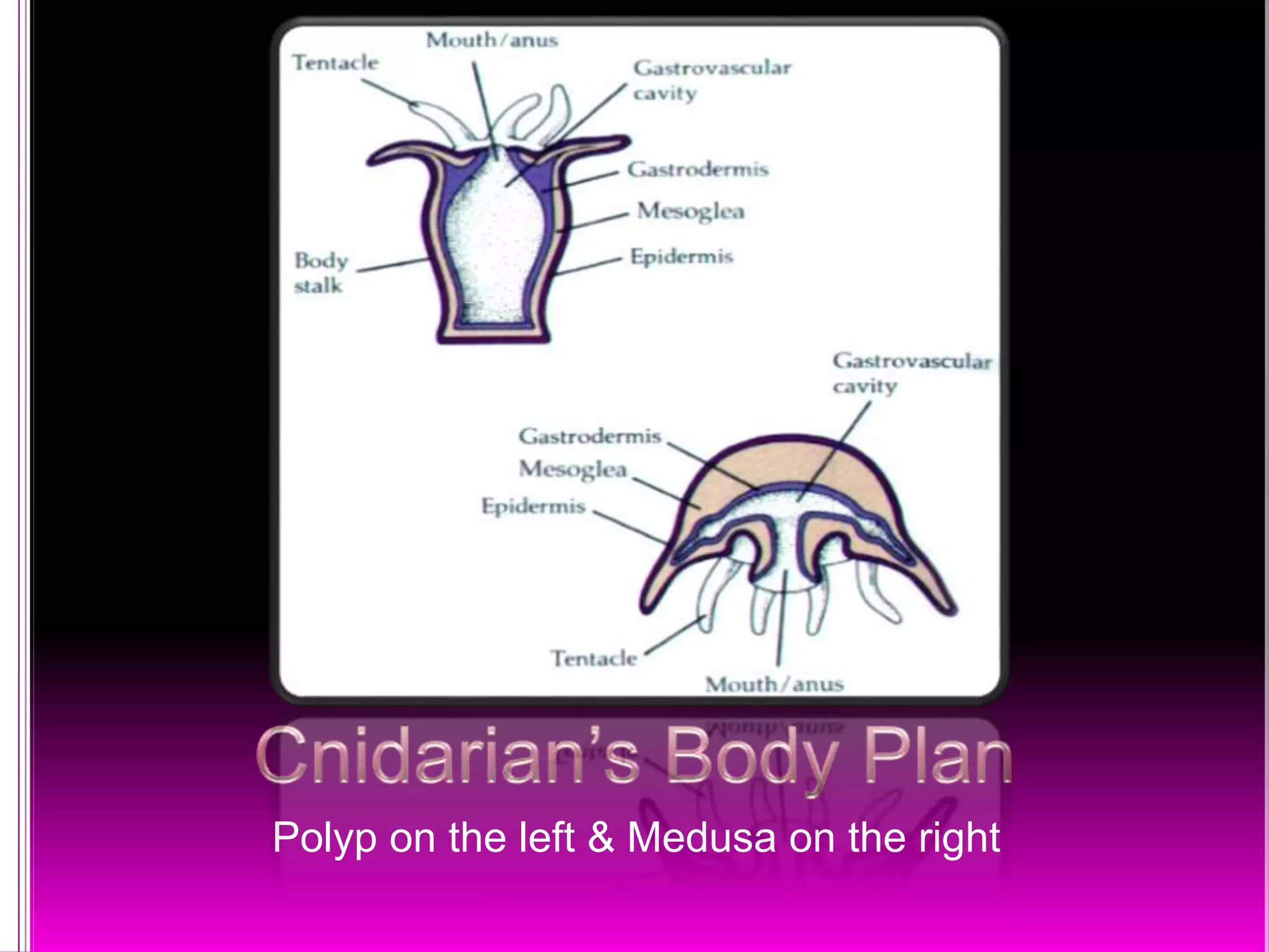 Phylum cnidaria .ppt
