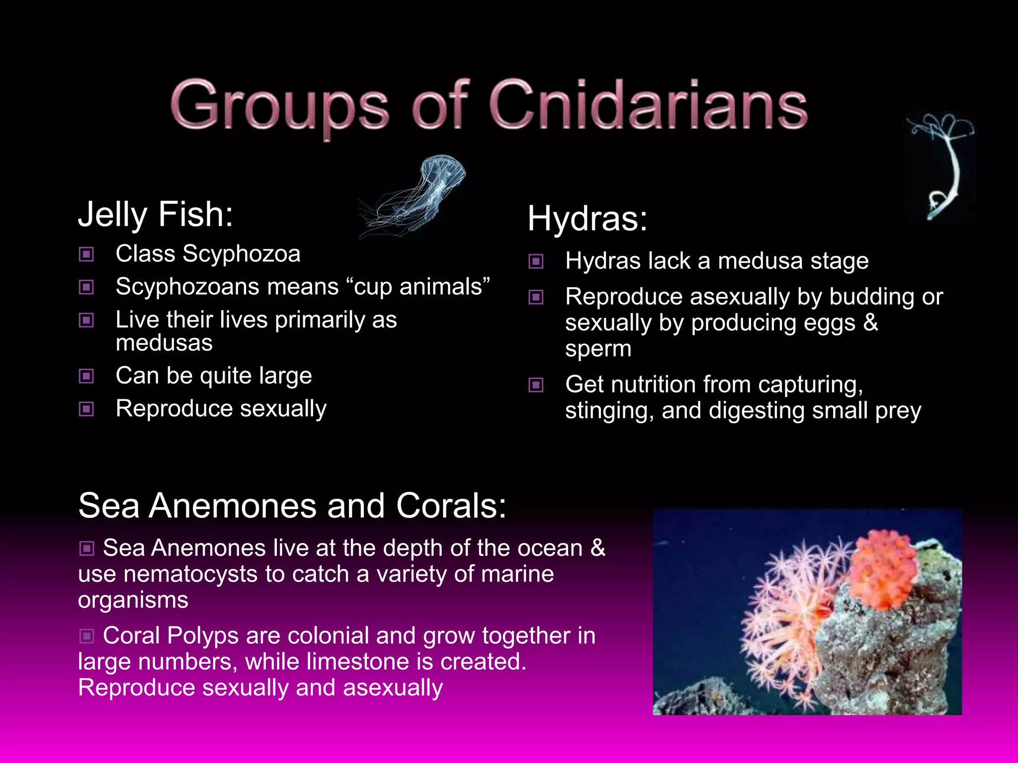 Phylum cnidaria .ppt