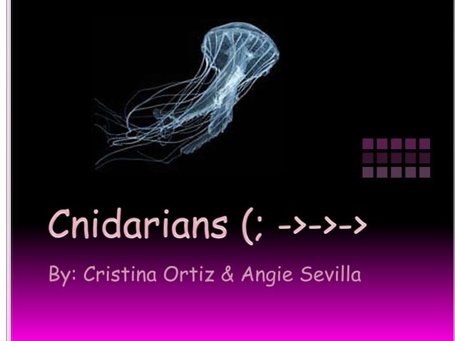 Phylum cnidaria .ppt