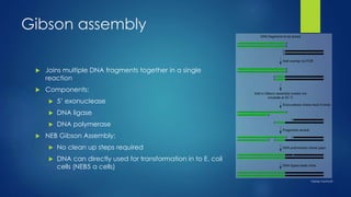 Neon Revival Through Gibson Assembly_link | PPTX