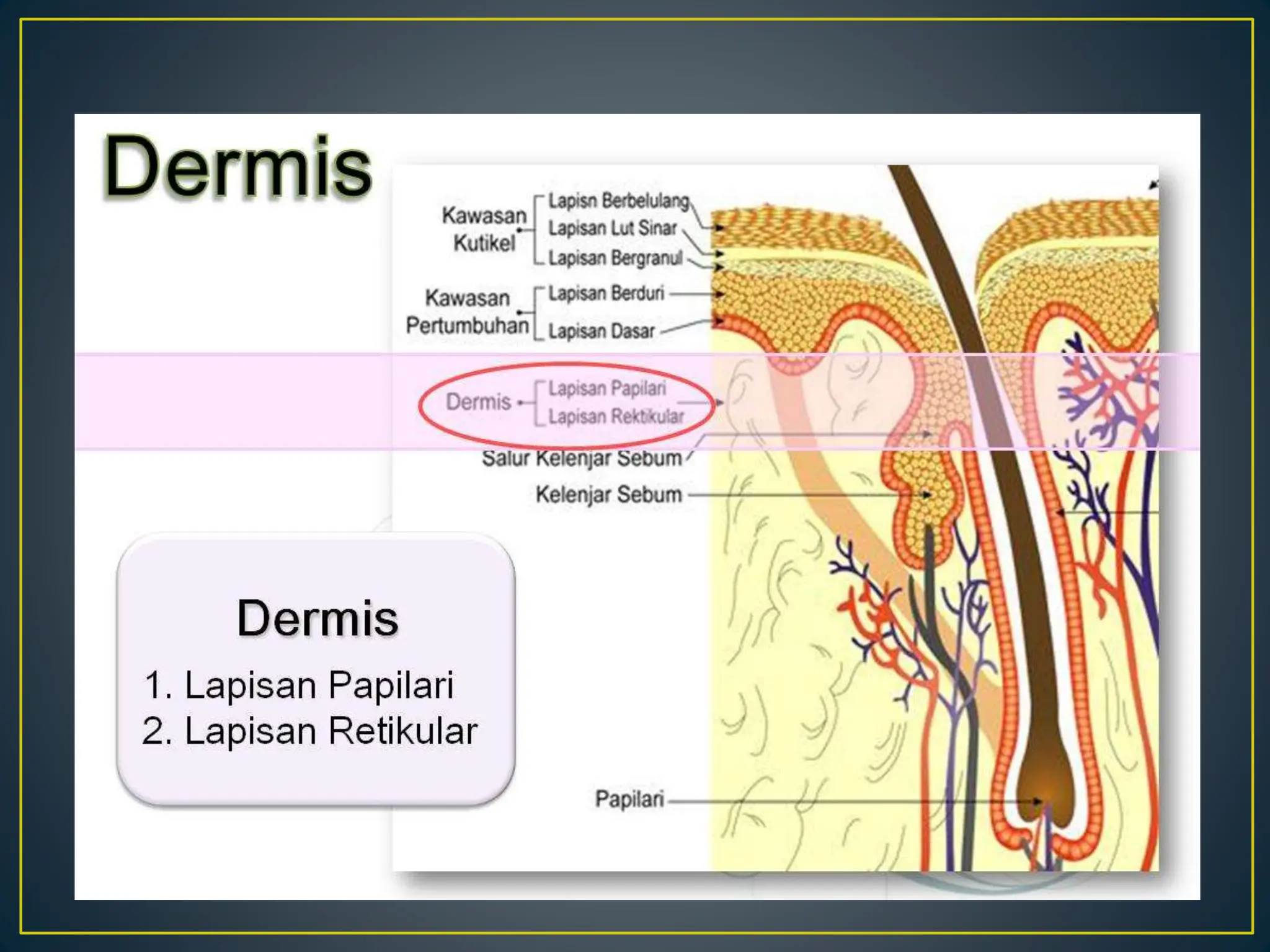 576938471-ANATOMI-FISIOLOGI-SISTEM-INTEGUMEN.pptx