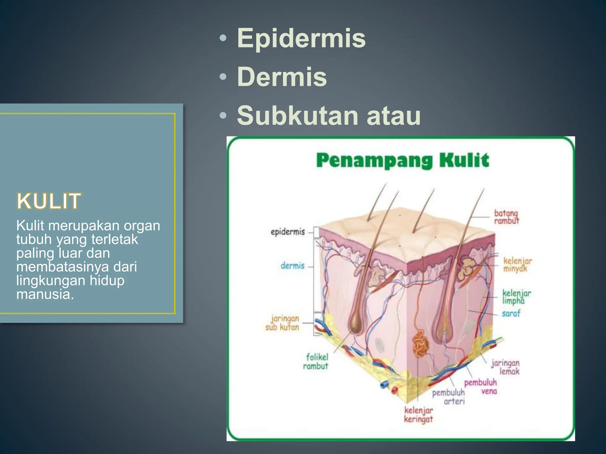 576938471-ANATOMI-FISIOLOGI-SISTEM-INTEGUMEN.pptx