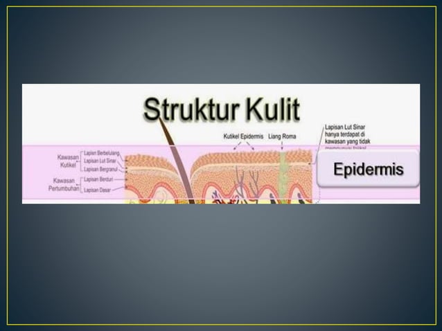 576938471-ANATOMI-FISIOLOGI-SISTEM-INTEGUMEN.pptx