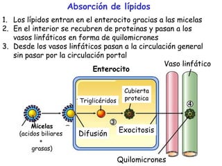 absorcion | PDF