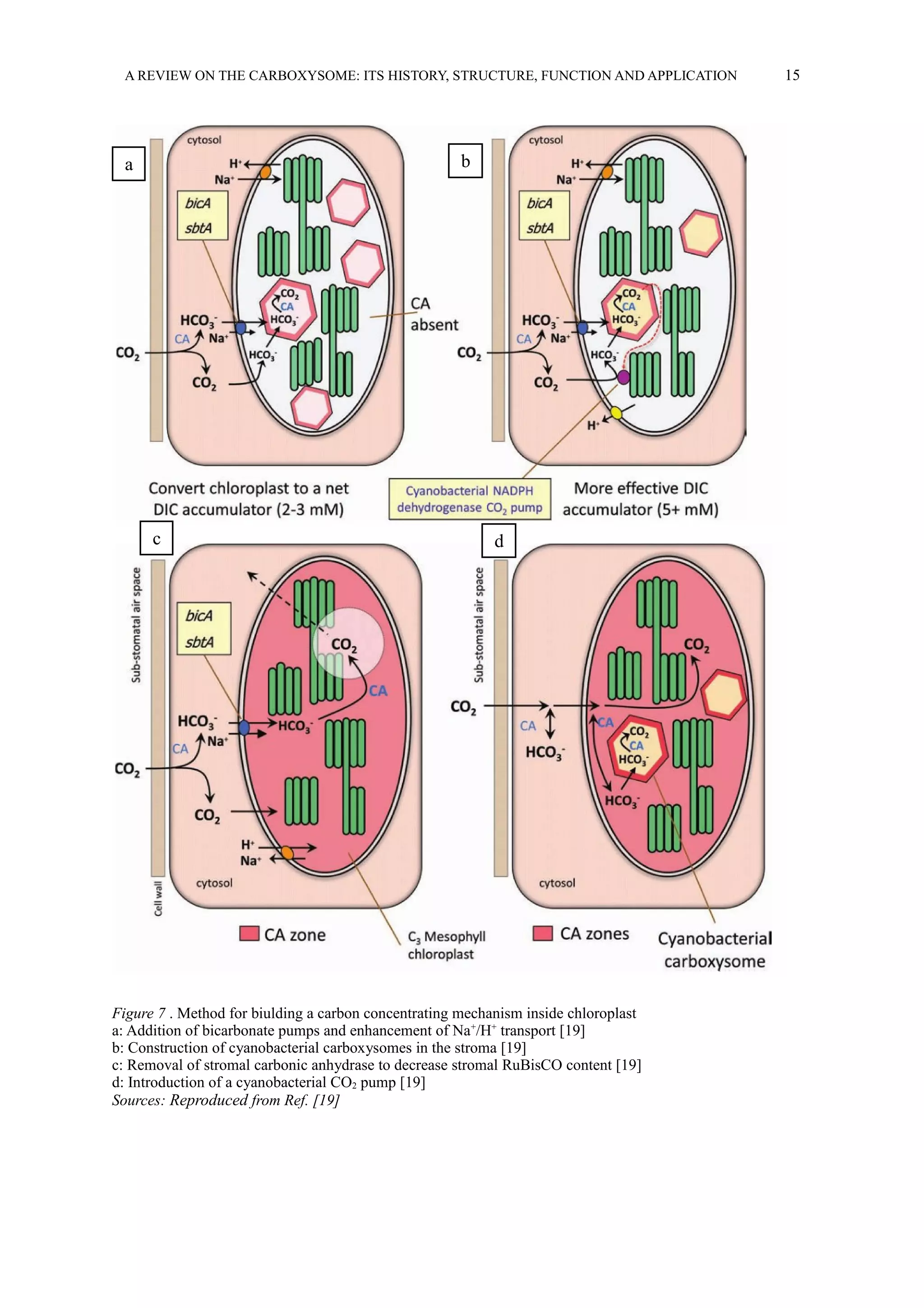 A Review on the Carboxysome_its History, Structure, Function, and ...
