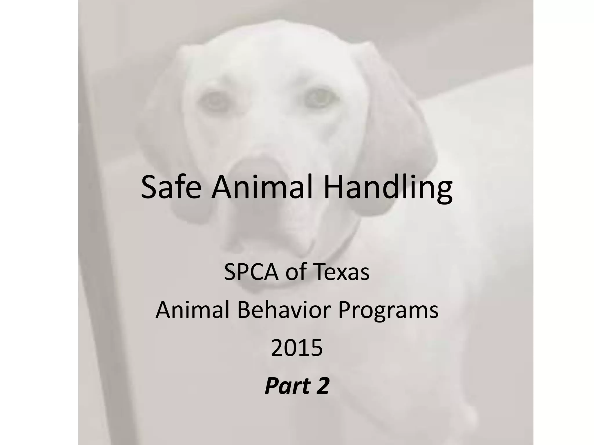Safe Animal Handling Part 2 | PPT