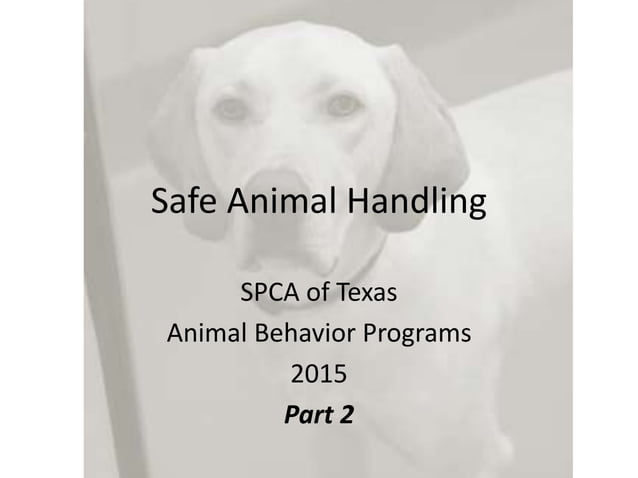 Safe Animal Handling Part 2 | PPT