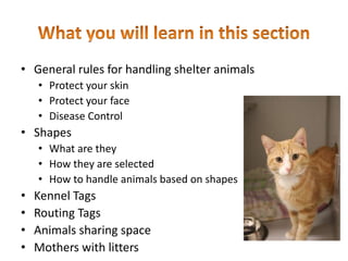 Safe Animal Handling Part 2 | PPTX