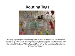 Safe Animal Handling Part 2 | PPTX