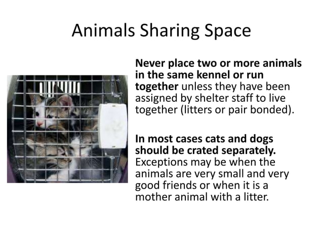 Safe Animal Handling Part 2 | PPT