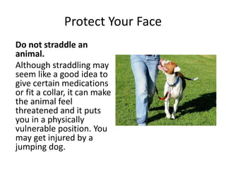 Safe Animal Handling Part 2 | PPT