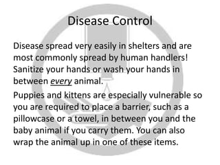 Safe Animal Handling Part 2 | PPTX