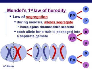 Law Of Segregation Biology