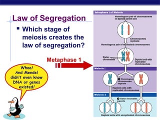 Law Of Segregation Meiosis