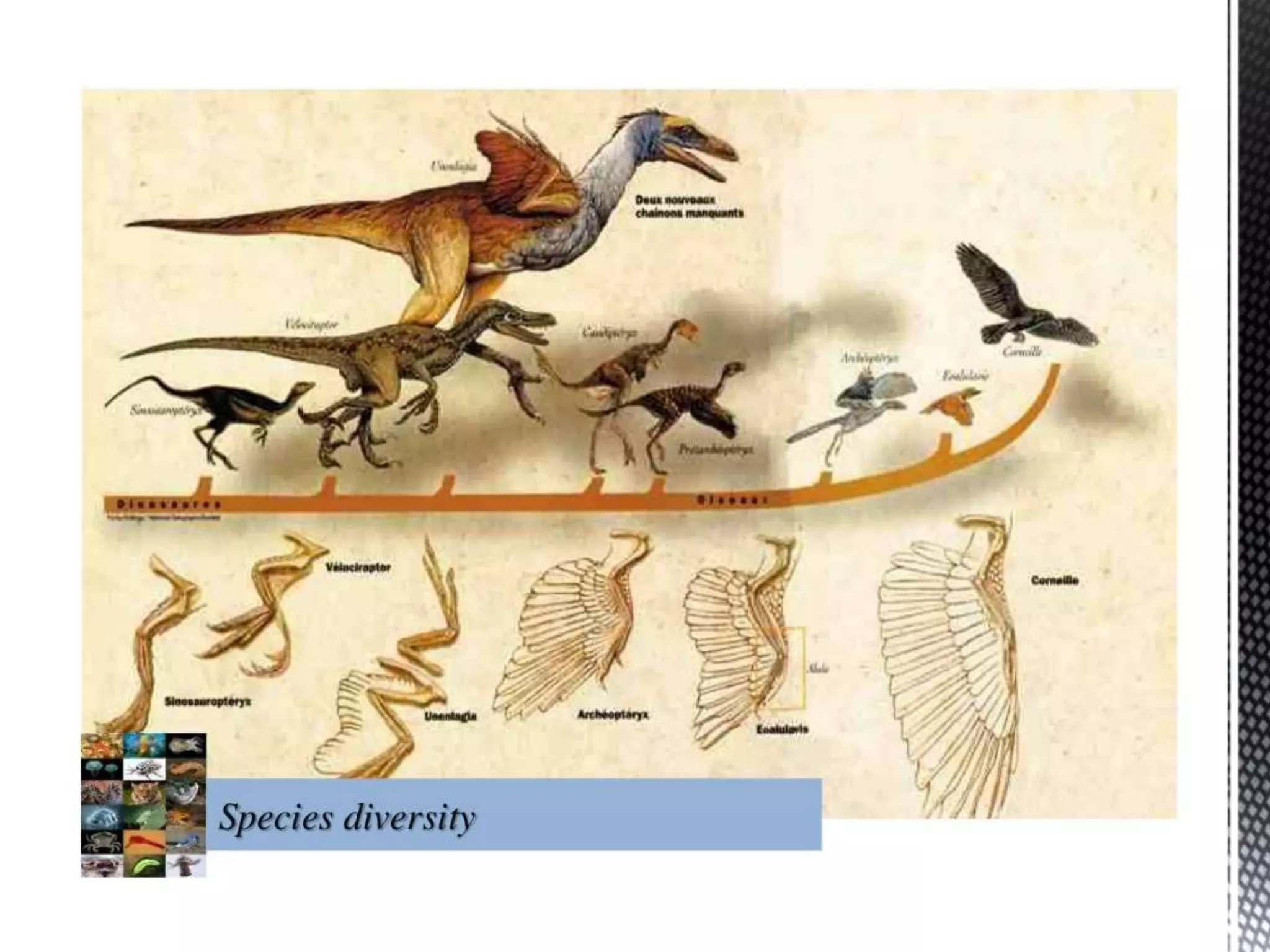58.Biodiversity factors affecting species diversity , A Presentation By ...