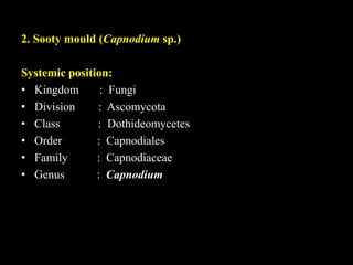 DISEASES OF AONLA | PPTX