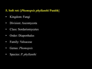 DISEASES OF AONLA | PPTX