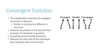 Convergent Evolution Presentation | PPTX