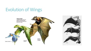 Convergent Evolution Presentation | PPTX