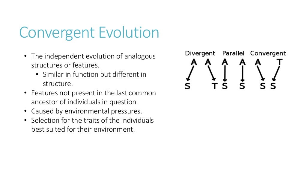 Convergent Evolution Presentation