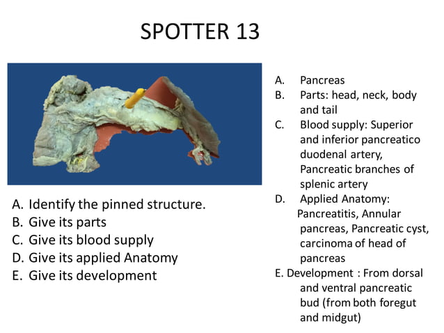 581732808-Gross-Spotters-Abdomen-Pelvis-Dr-kalpana.pdf