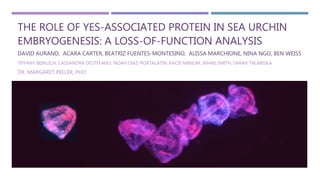 Sea Urchin YAP ppt | PPTX