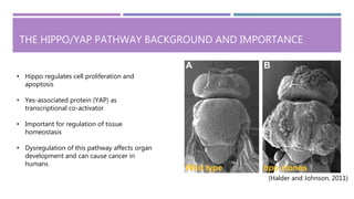 Sea Urchin YAP ppt | PPTX | Biological Sciences | Science