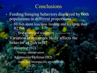 ASIH 2005 Yellow Tang Feeding Ecology | PPT