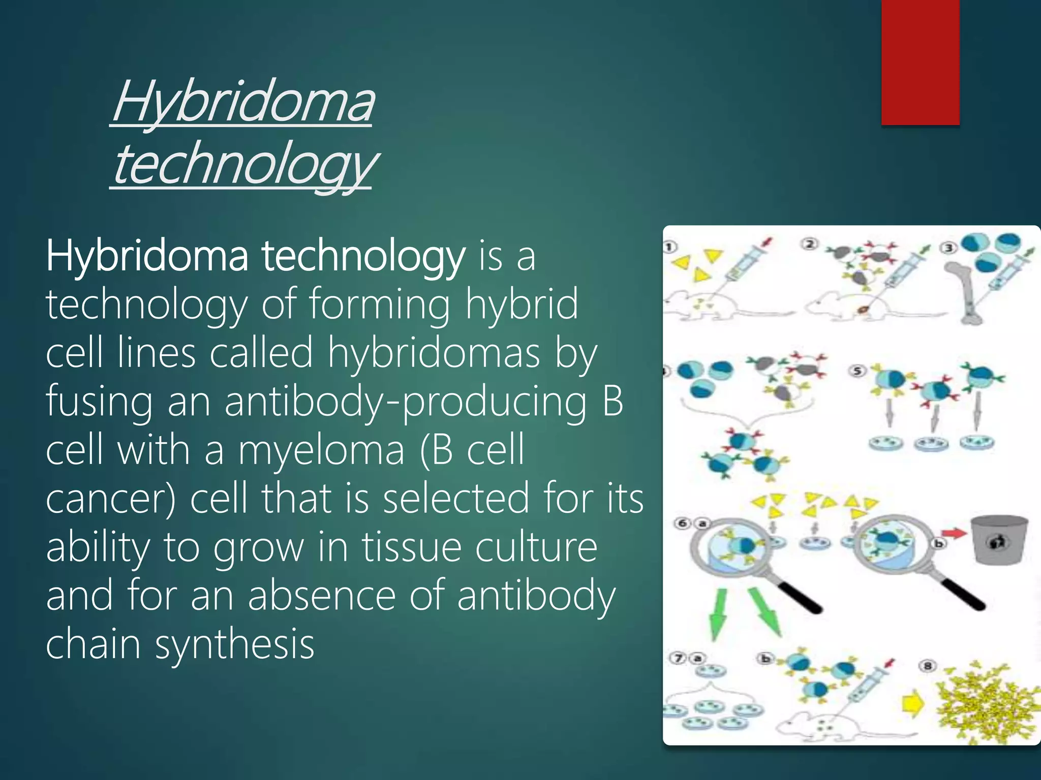 58361240 production-of-monoclonal-antibo (1) | PPT