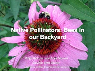 NATIVE POLLINATOR PRESENTATION FOR ACROSS | PPT