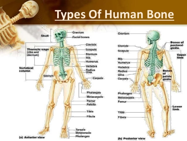 Human skeleton Bones