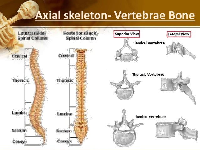 Axial Skeleton Vertebrae